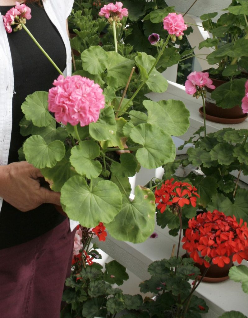 Äntligen tid för pelargoner – skötseltips för sommarfavoriten - Hemmets ...