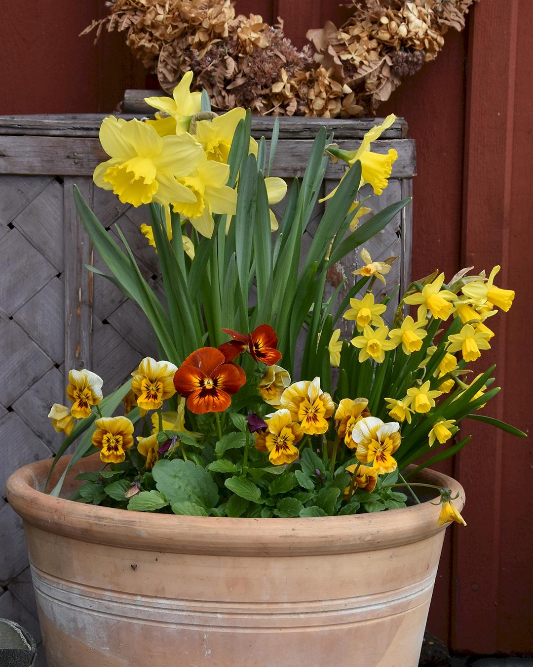 Penséer: Plantering, skötsel och styling - Hemmets Journal