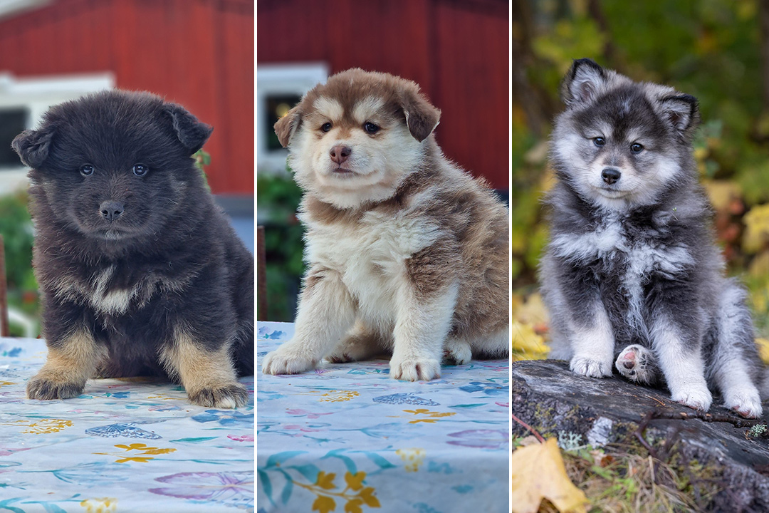 Lapphunden Saiva räddade livet på sin matte - Hemmets Journal