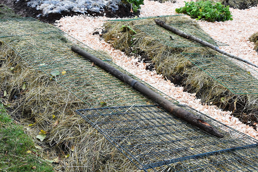 Täckodling: Gamla metoden som ger en frodig trädgård