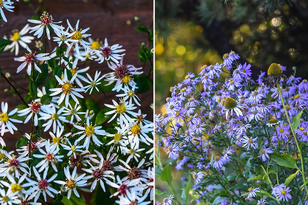 Aster: Så tar du hand om höstens mest pålitliga blomma