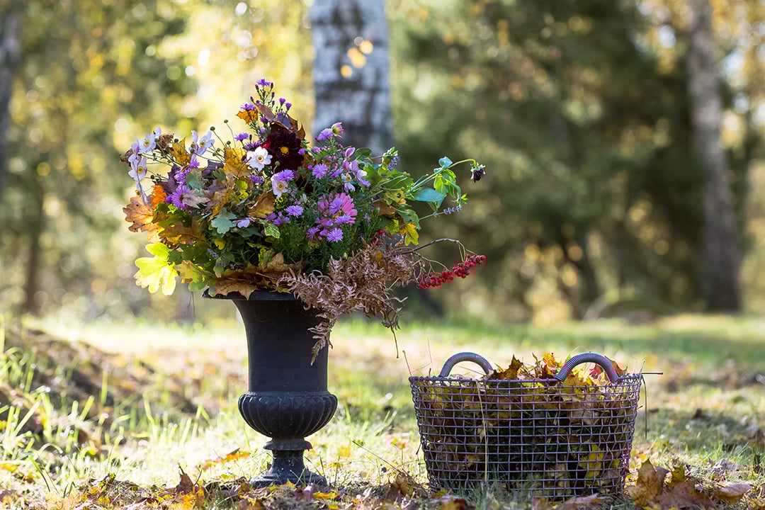 Aster: Så tar du hand om höstens mest pålitliga blomma