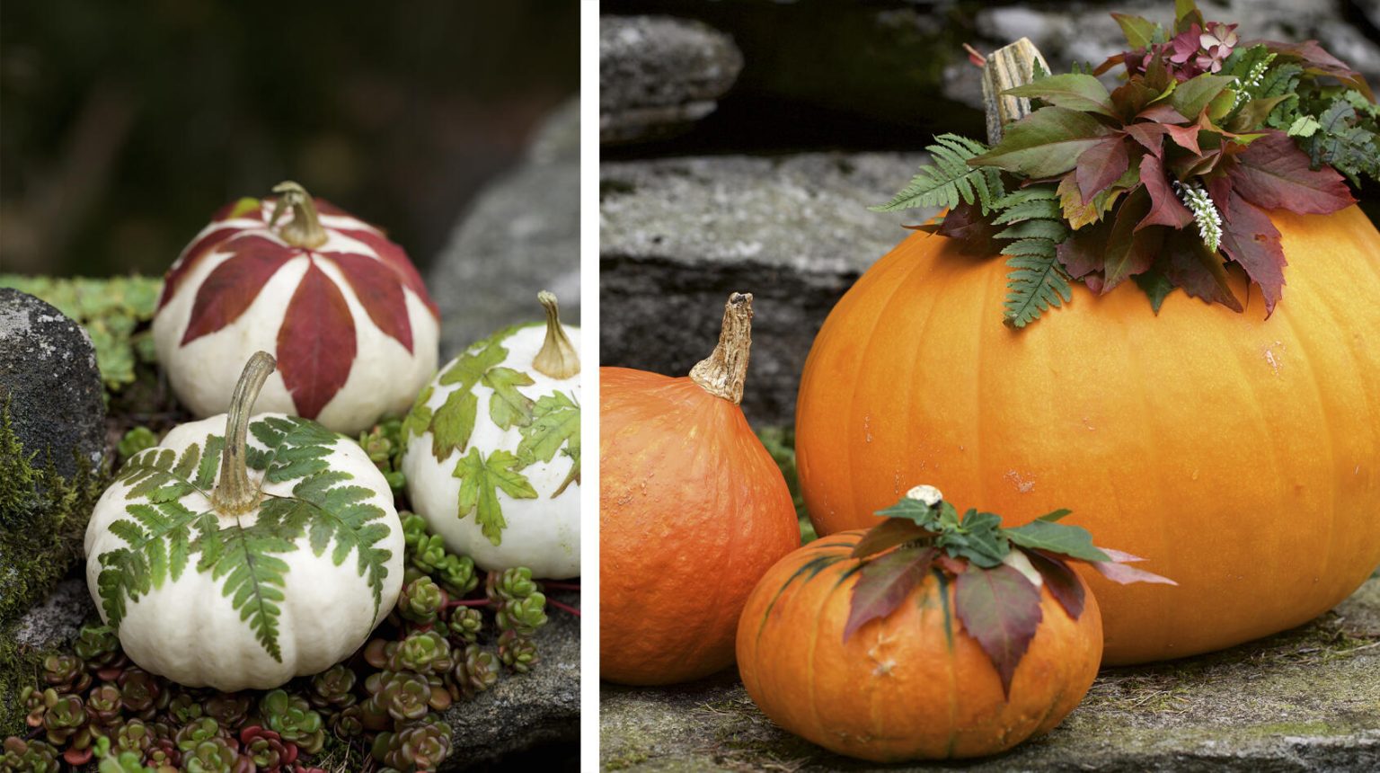 Gör det själv: pyssla med pumpor! - Icakuriren