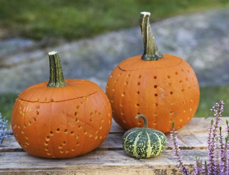 Gör det själv: pyssla med pumpor! - Icakuriren