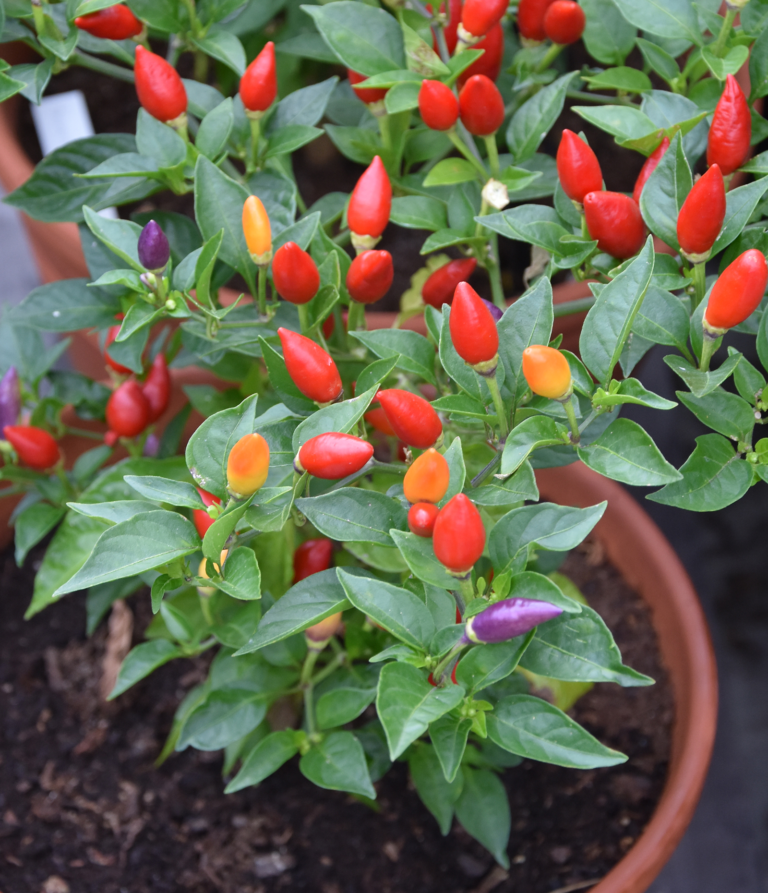 Odla chili från frö till planta – steg för steg - Icakuriren